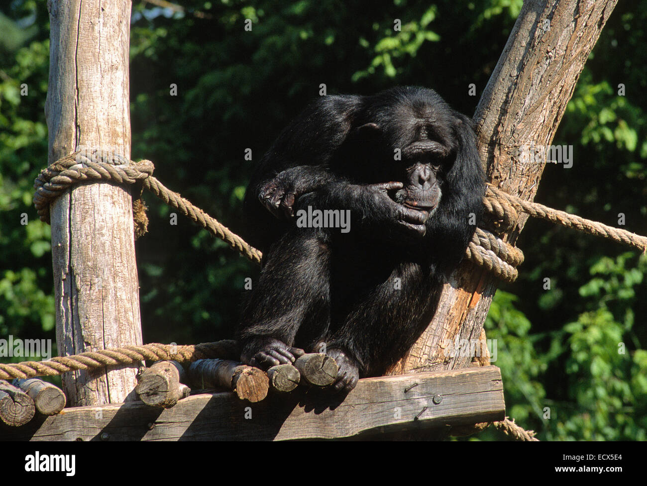 Common chimpanzee, Pan troglodytes, Hominiidae, Rome Zoo, Italy Stock ...
