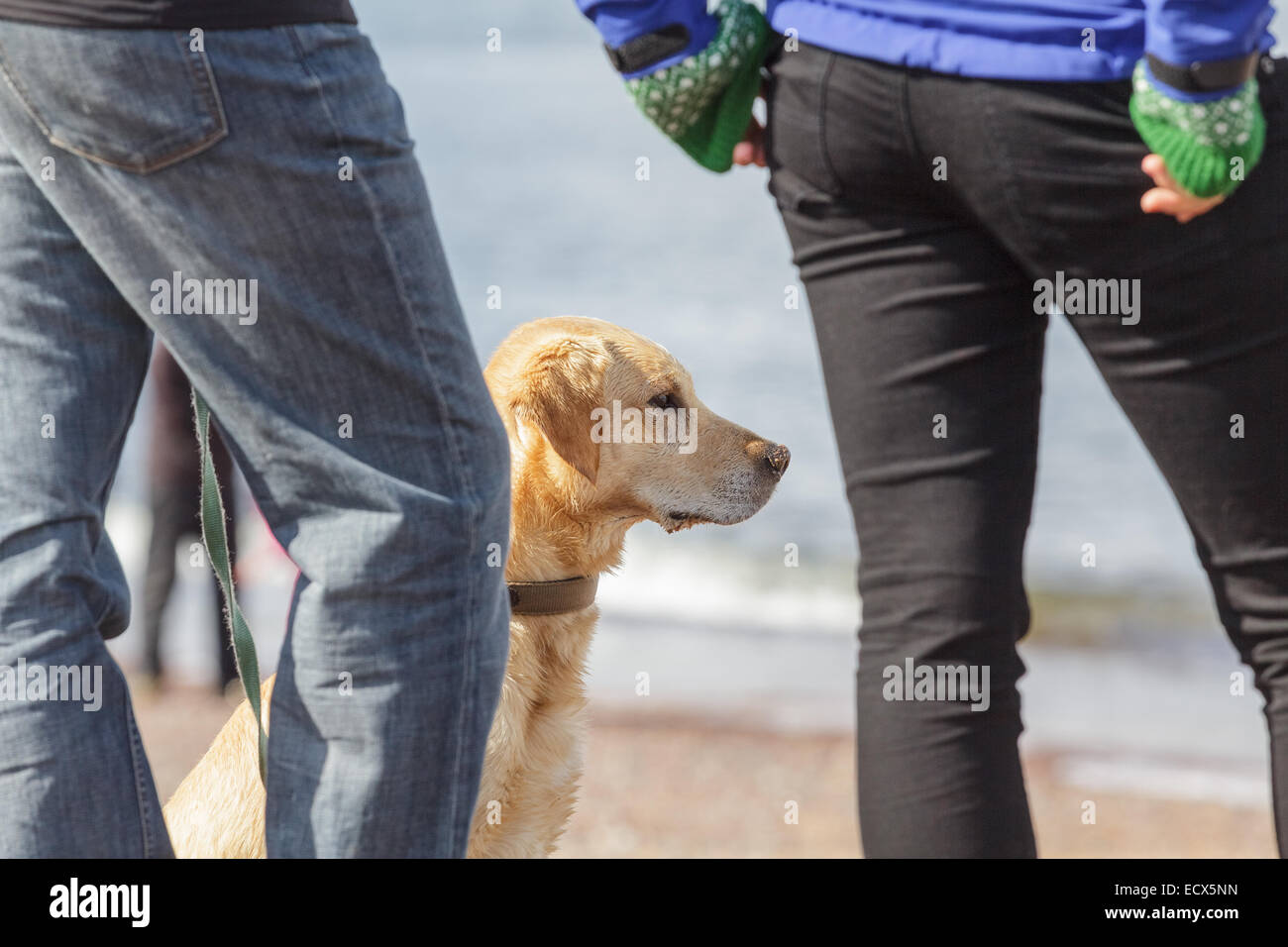 Dog From Behind Stock Photos & Dog From Behind Stock Images - Alamy