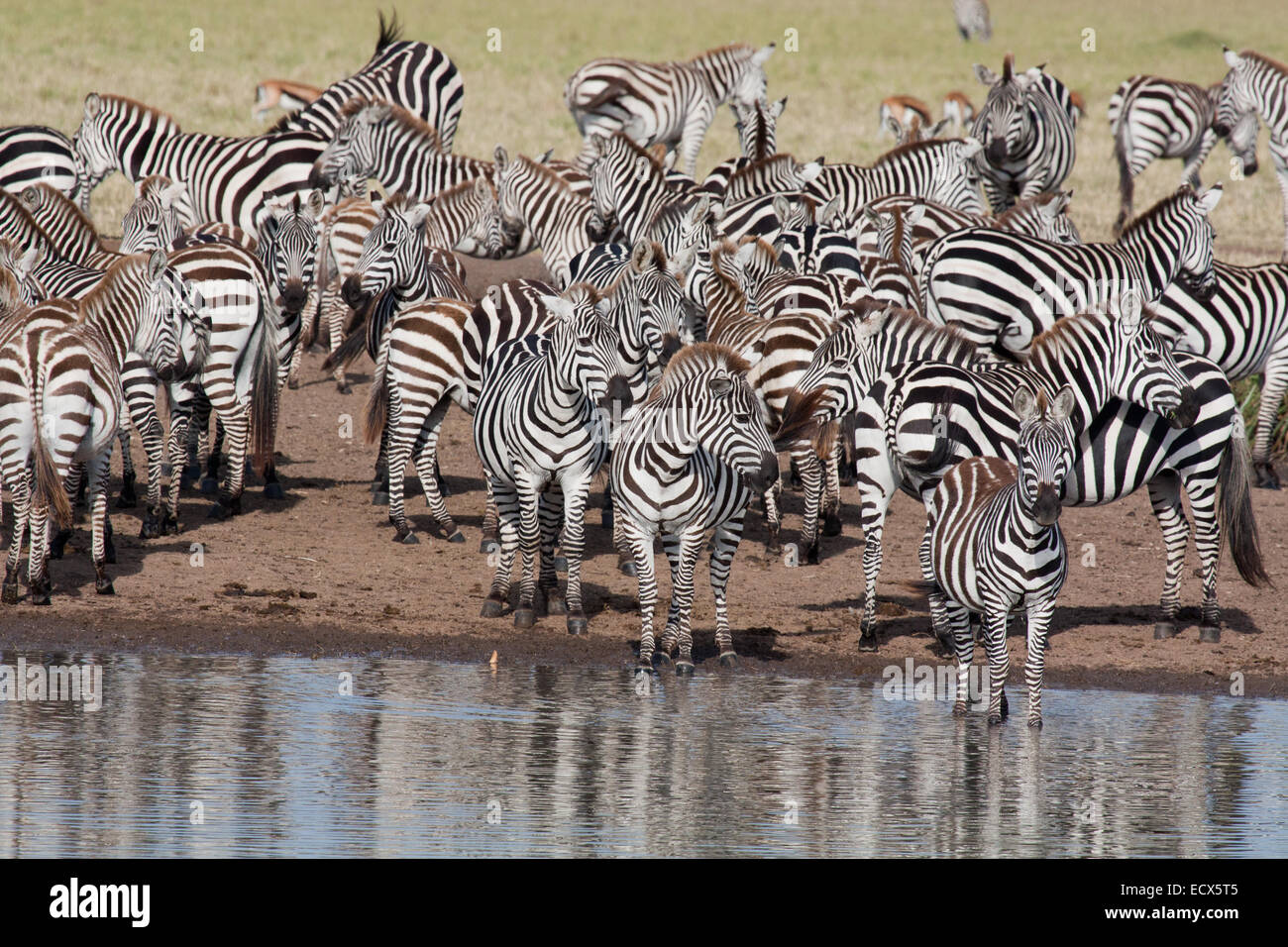 Zebra migration hi-res stock photography and images - Alamy