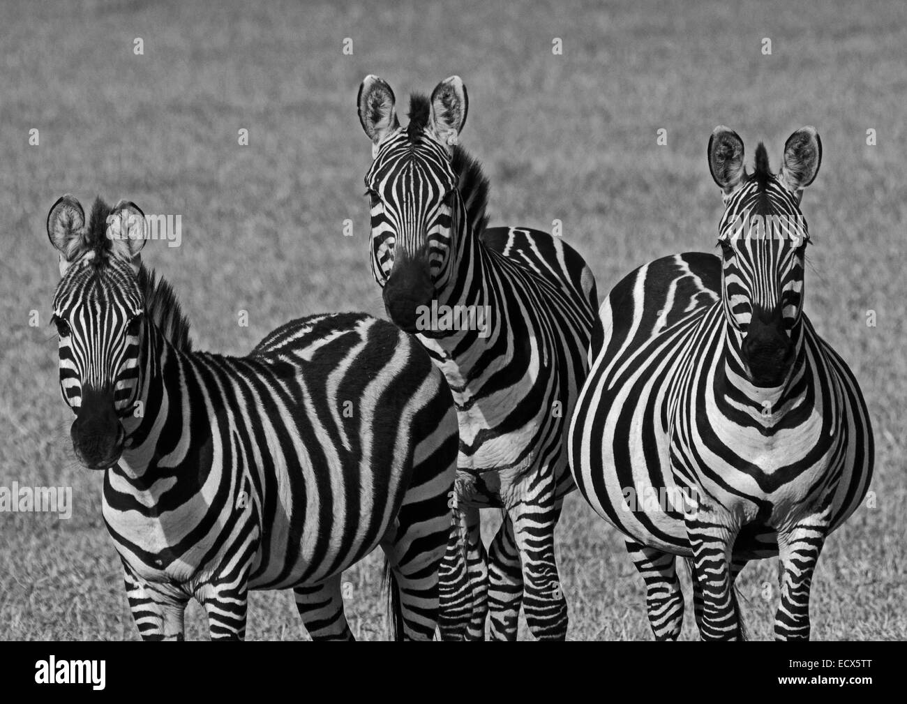 Zebra migration hi-res stock photography and images - Alamy