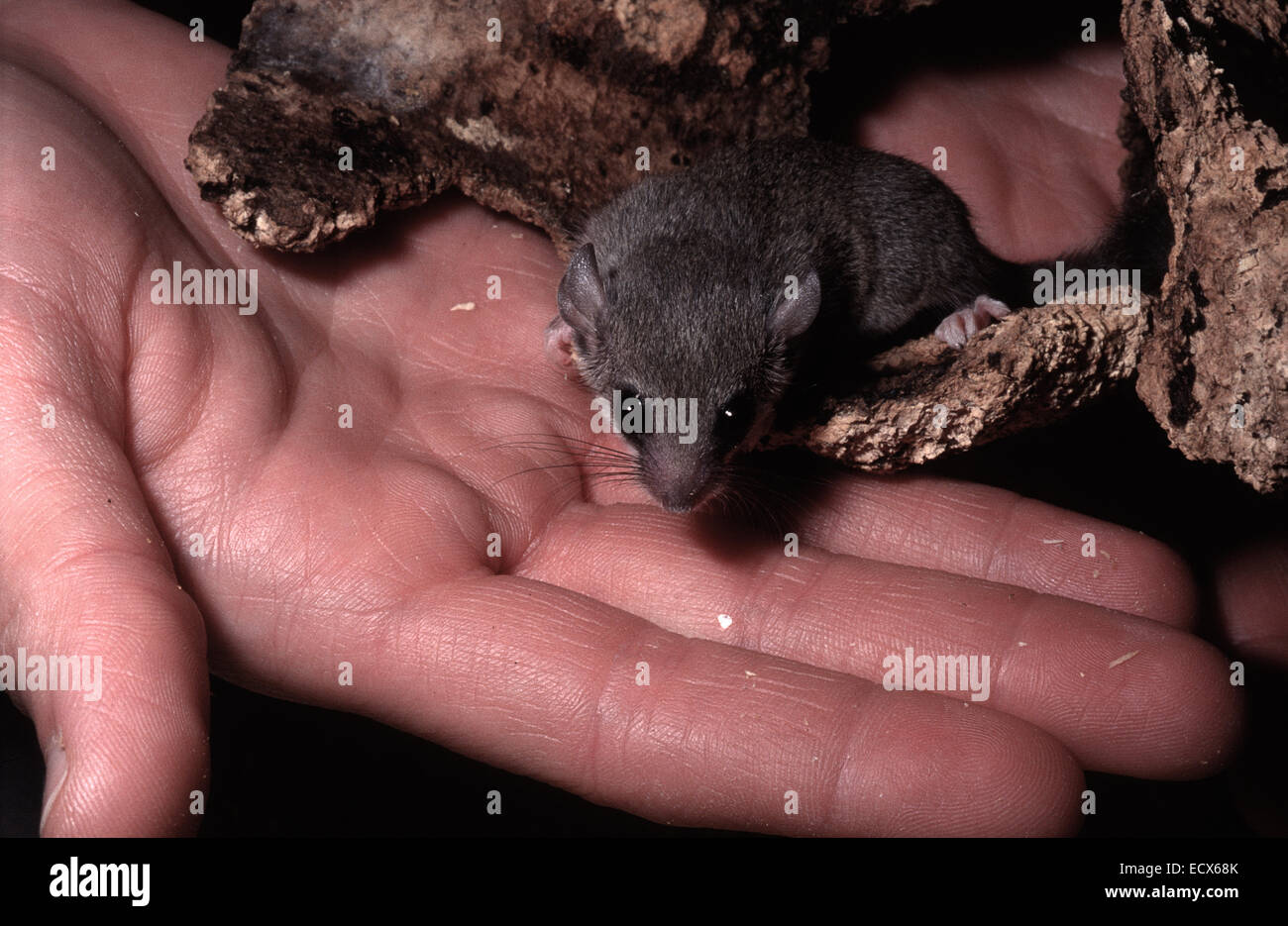 Woodland Dormouse, Graphiurus murinus, Gliridae Stock Photo - Alamy