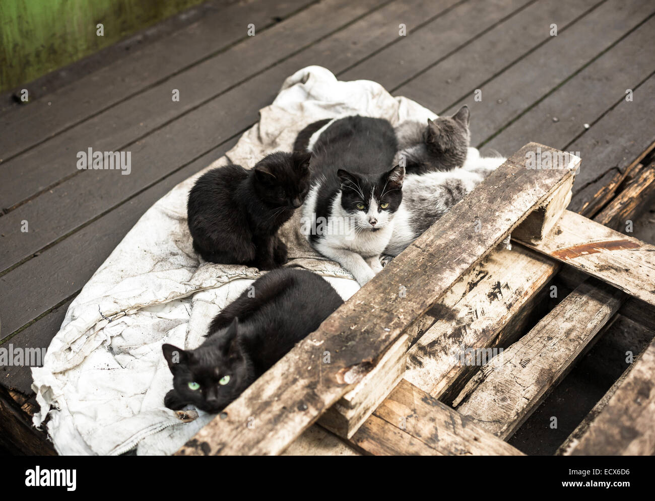 Grey cat dirty hi-res stock photography and images - Alamy