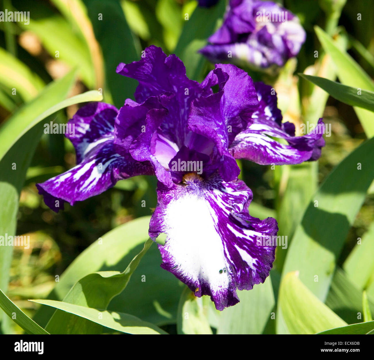 One iris multicolor blue with white in garden Stock Photo - Alamy