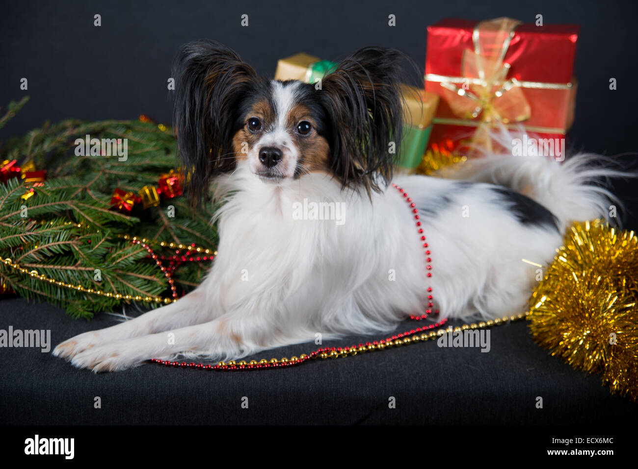 Adorable papillon dog on Christmas with gifts and Stock Photo - Alamy