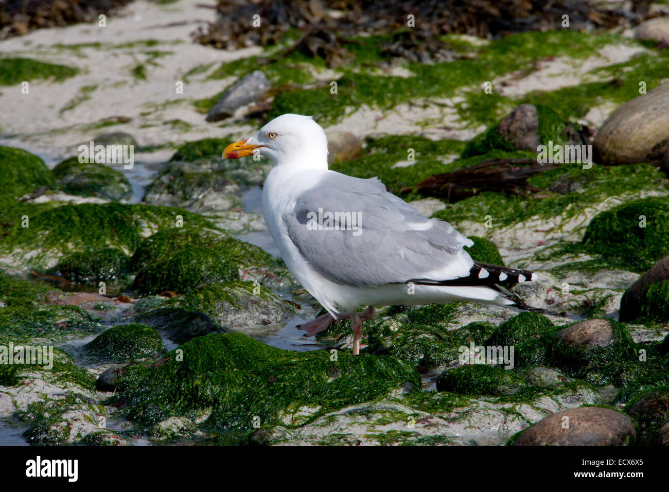Herring Gull Larus argentatus adult in breeding place on rocky seaweed ...