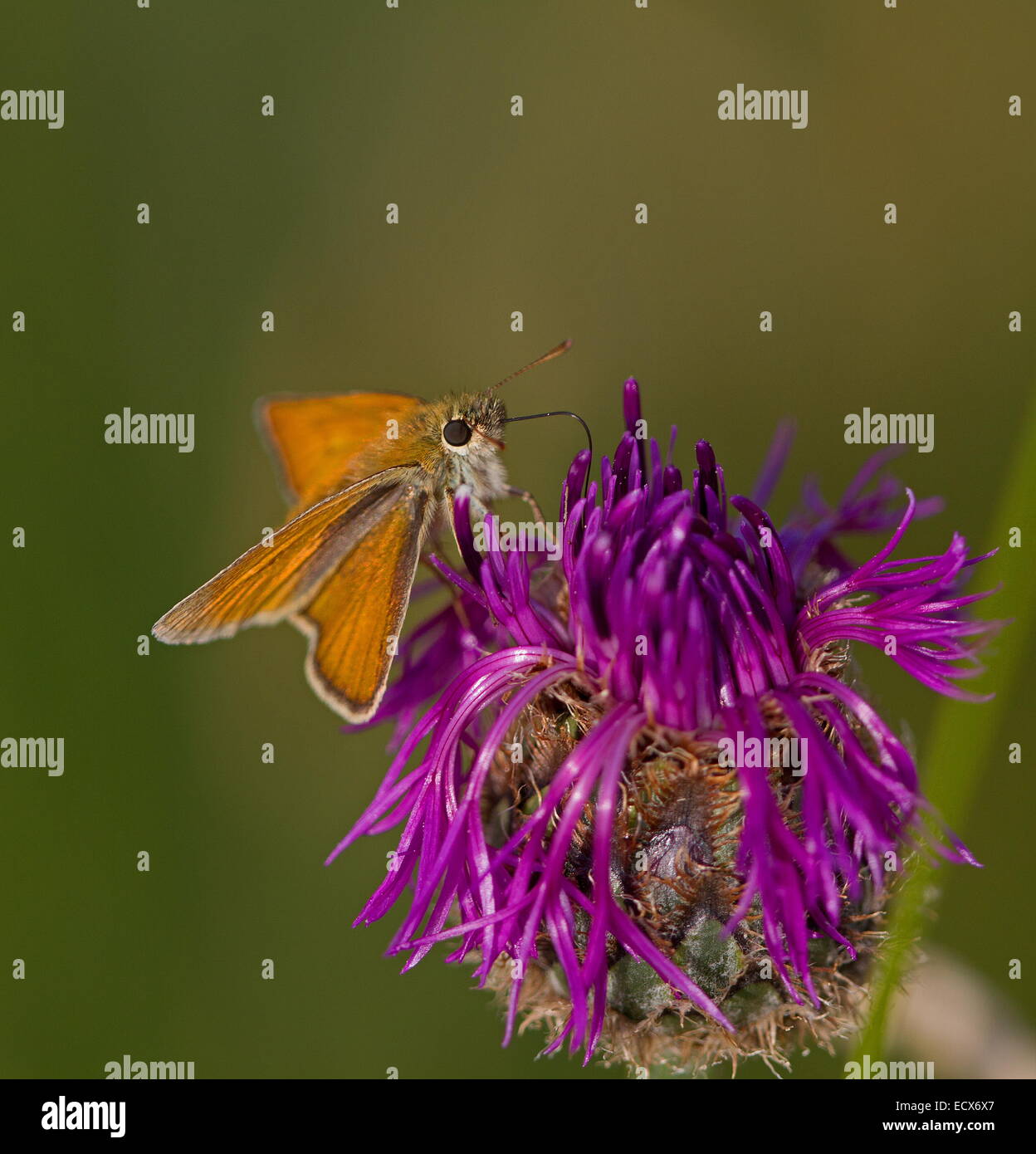 Skipper purple flower hi-res stock photography and images - Alamy