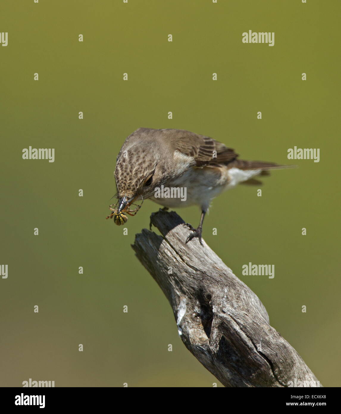 Flycatcher species hi-res stock photography and images - Alamy