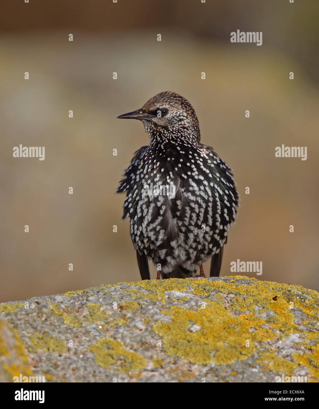 Starling fauna hi-res stock photography and images - Alamy