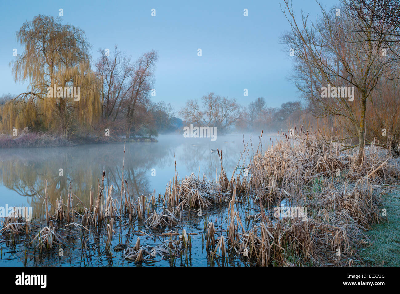 Frosty morning in early spring at a pond in West Sussex, England Stock ...