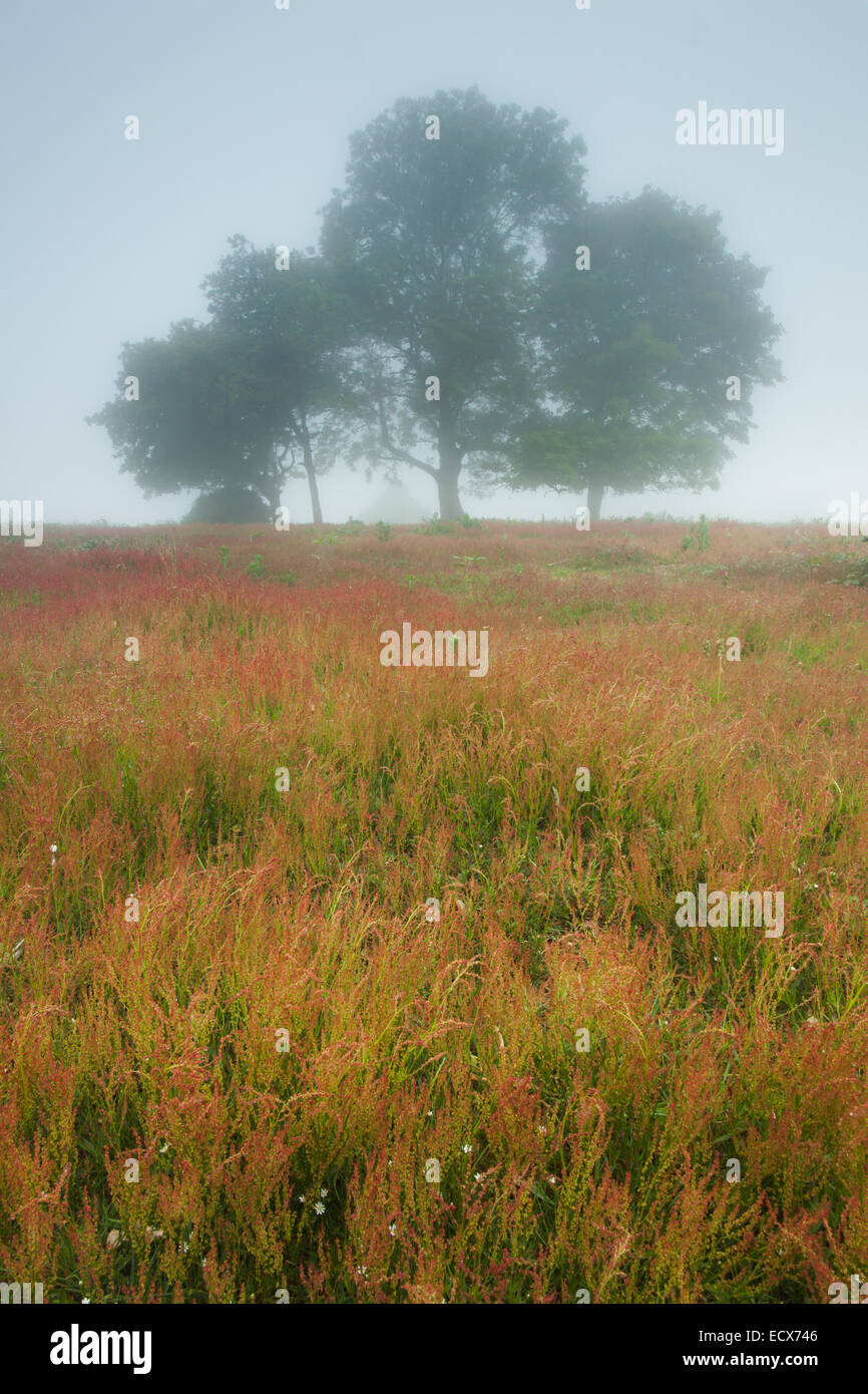 Foggy spring day on the South Downs, West Sussex, England Stock Photo ...