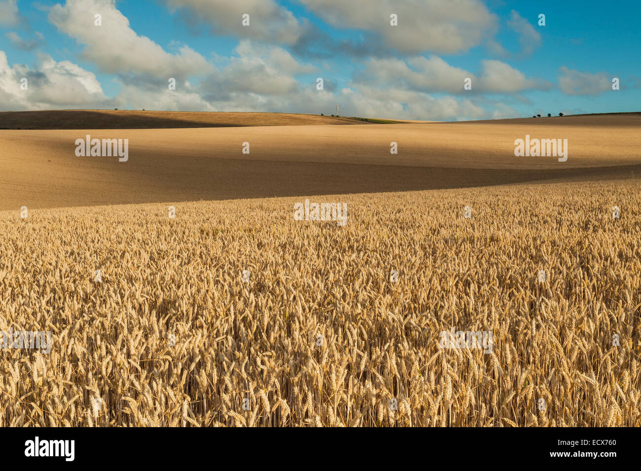 Ripe crops on the South Downs, East Sussex, England Stock Photo - Alamy