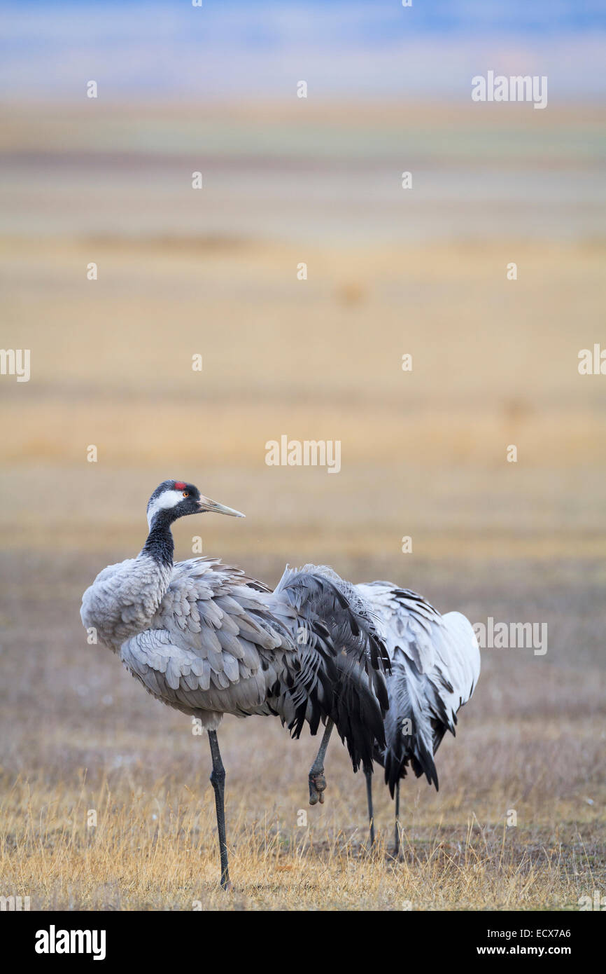Two Eurasian / Common Crane (Grus grus), one standing on one leg ...