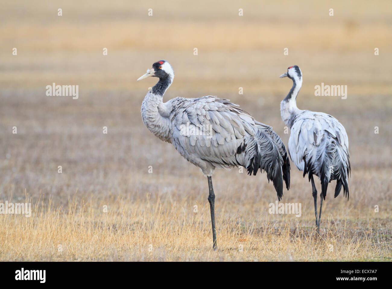 Crane standing on one leg hi-res stock photography and images - Alamy