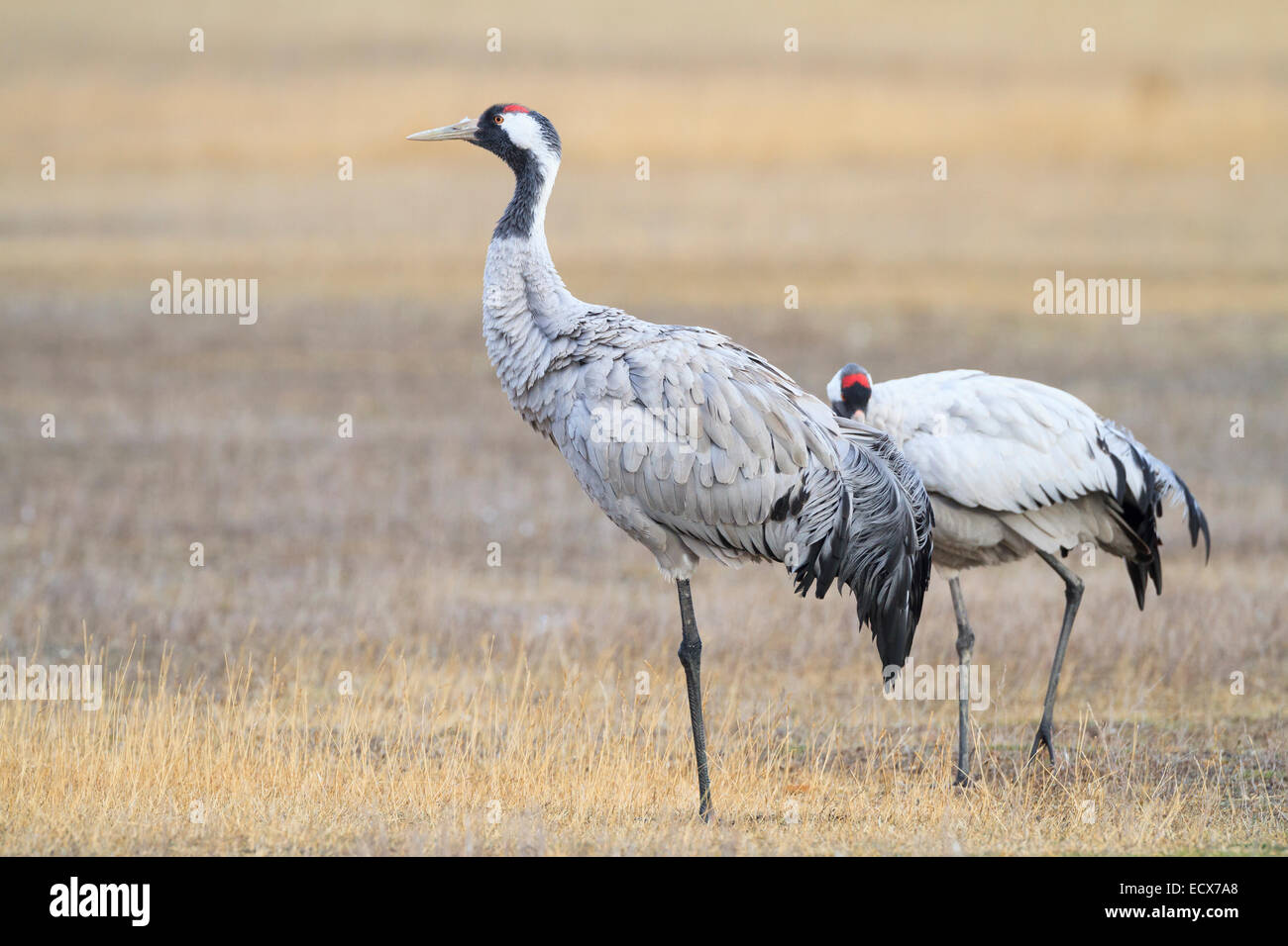 Two Eurasian / Common Crane (Grus grus), one standing on one leg ...
