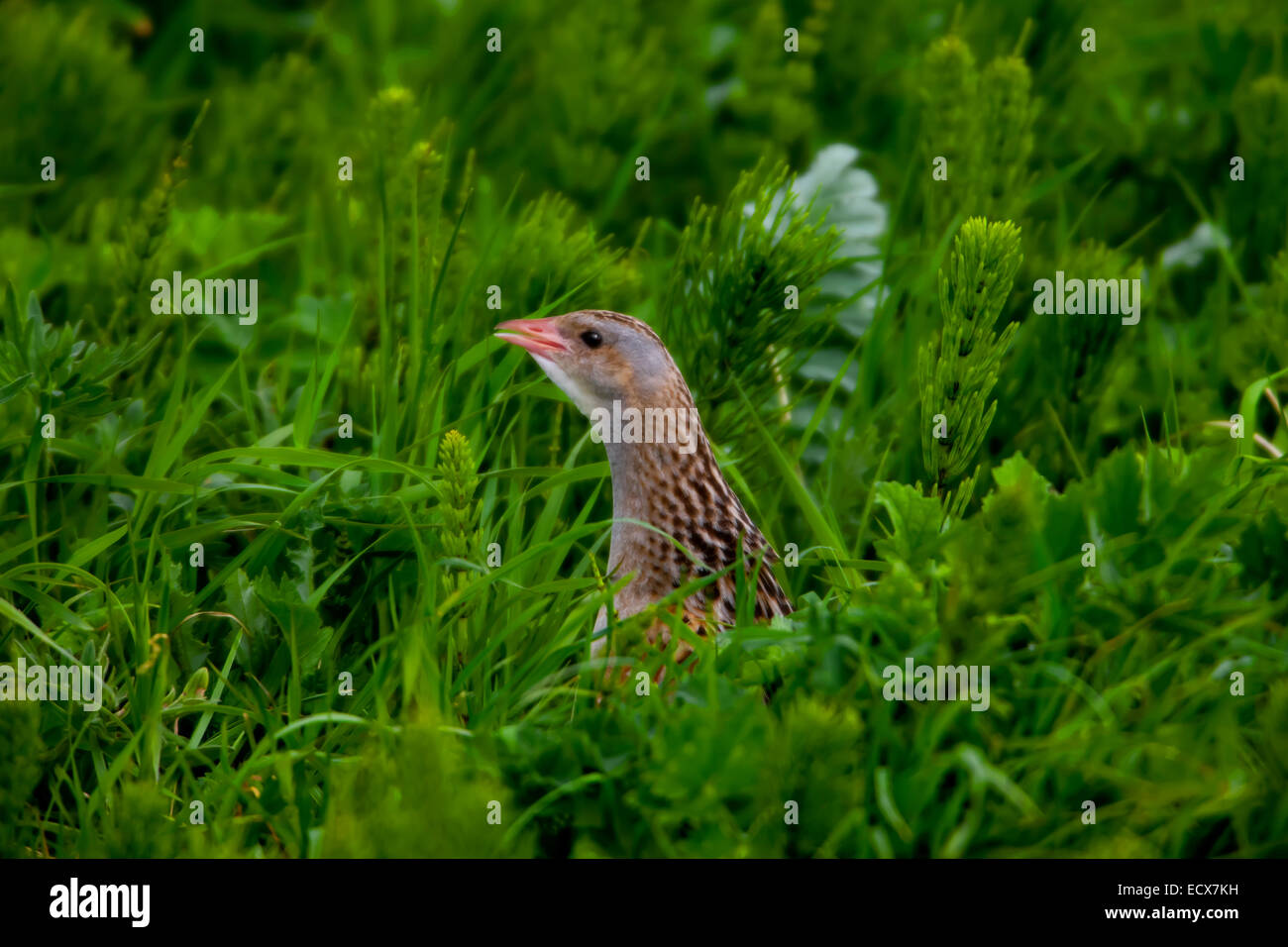 Corncrake Crex crex adult male in grass meadow calling on Isle of Barra ...