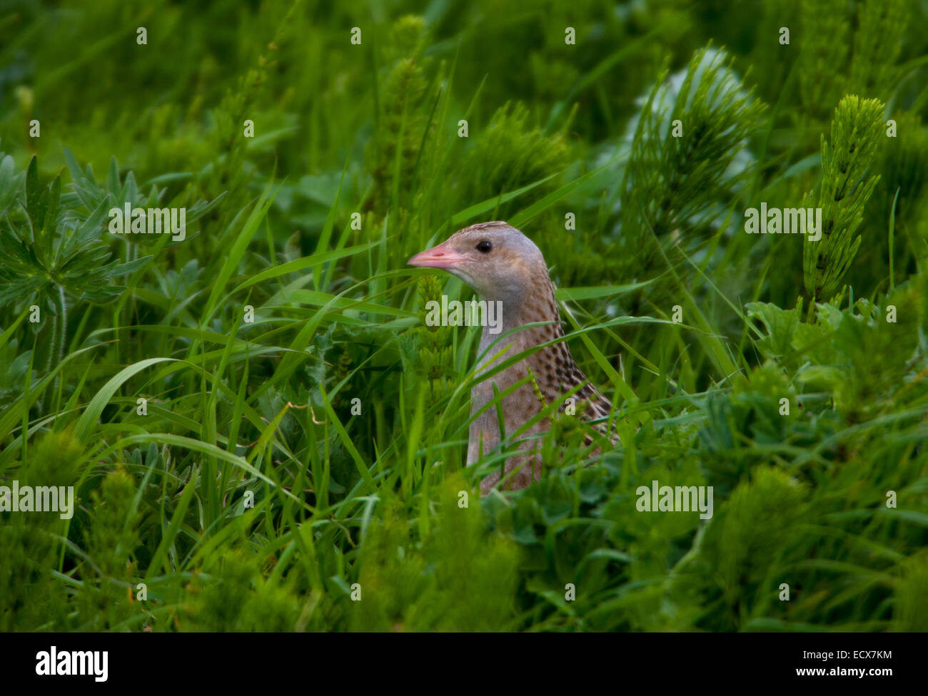 Corncrake calling hi-res stock photography and images - Alamy