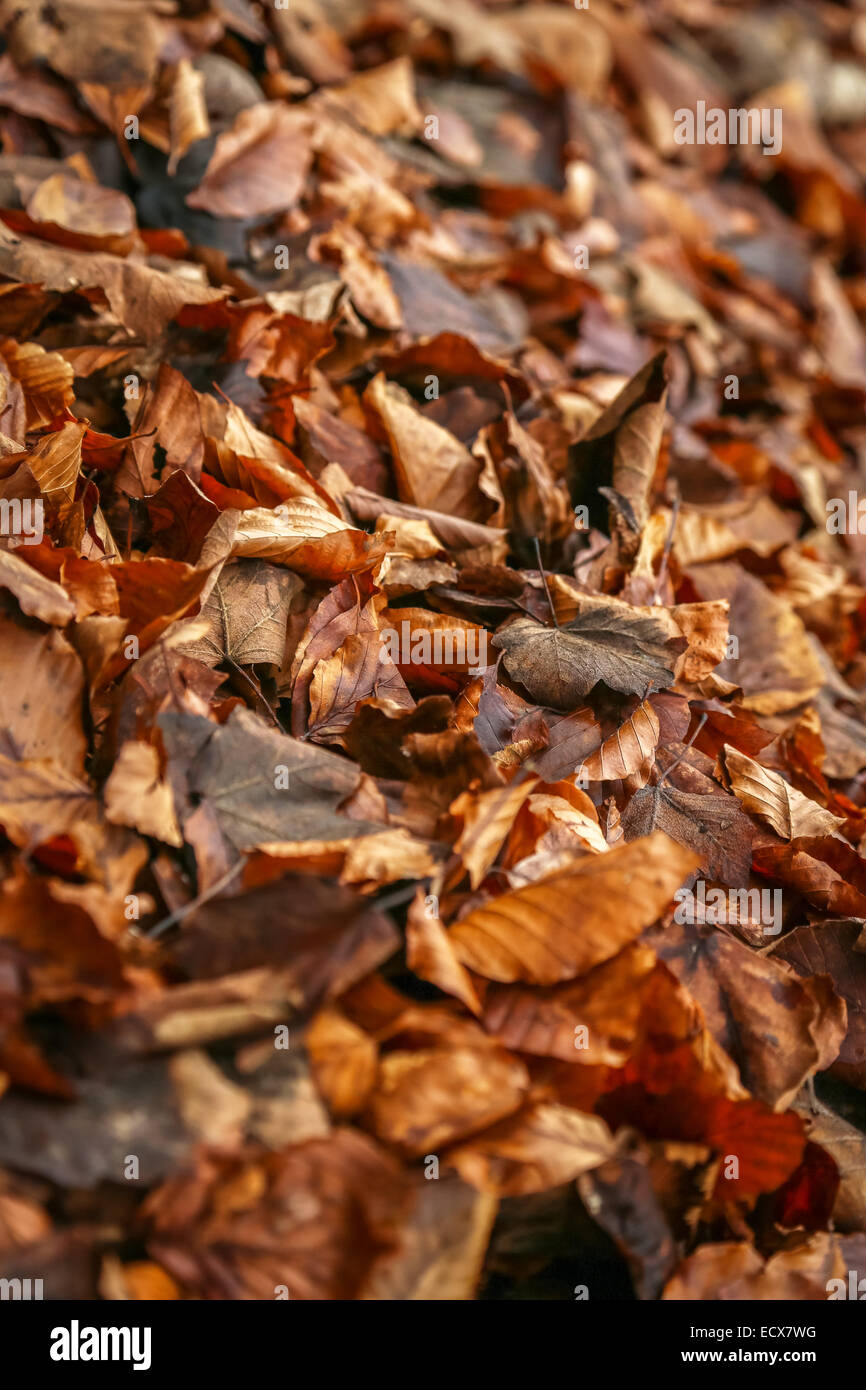 Leaf in the forest Stock Photo - Alamy