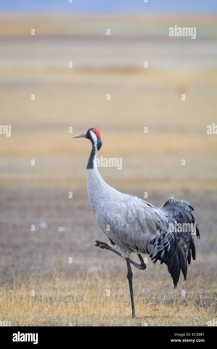 Crane standing on one leg hi-res stock photography and images - Alamy