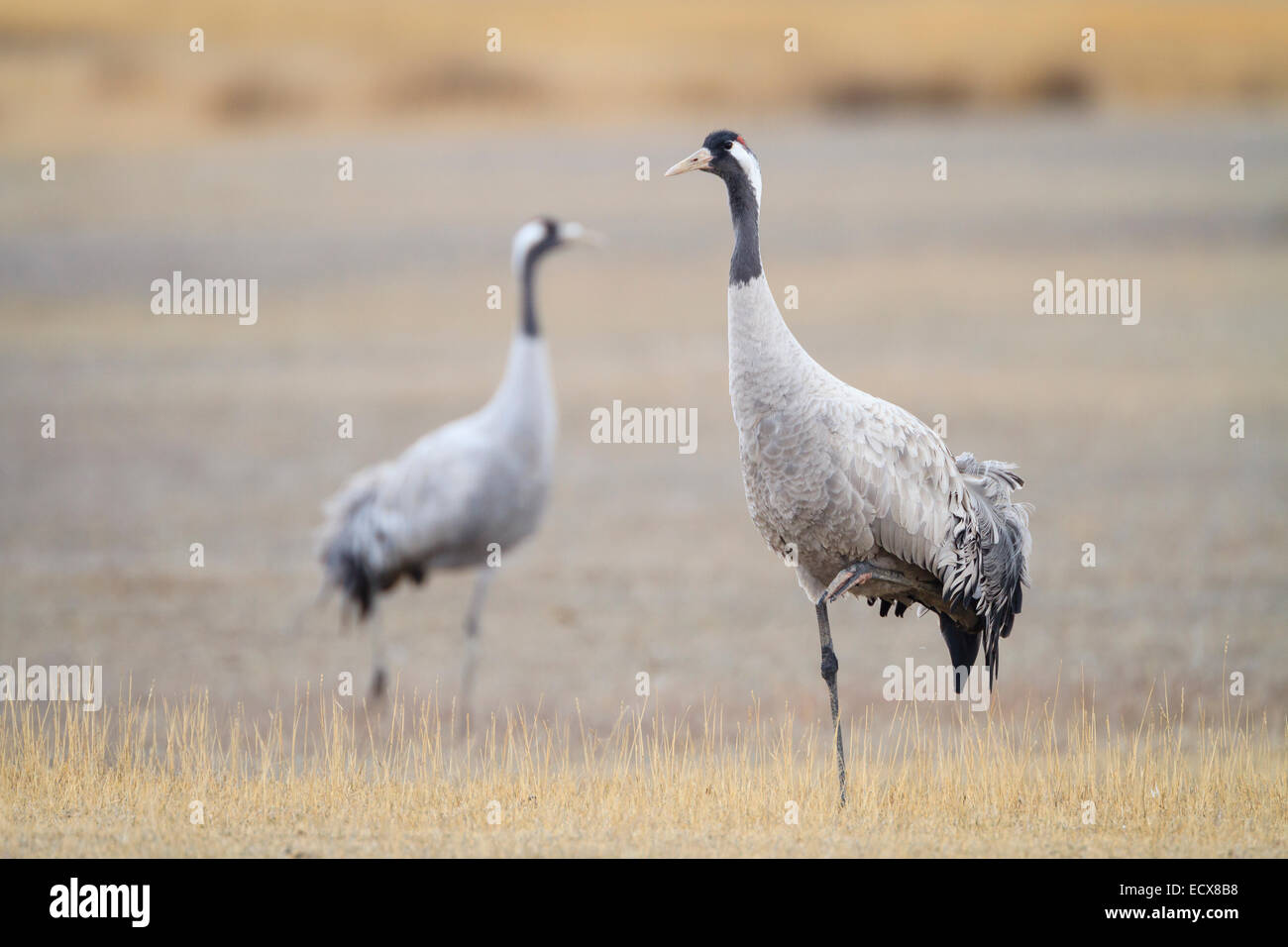 Two Eurasian / Common Crane (Grus grus), one standing on one leg ...