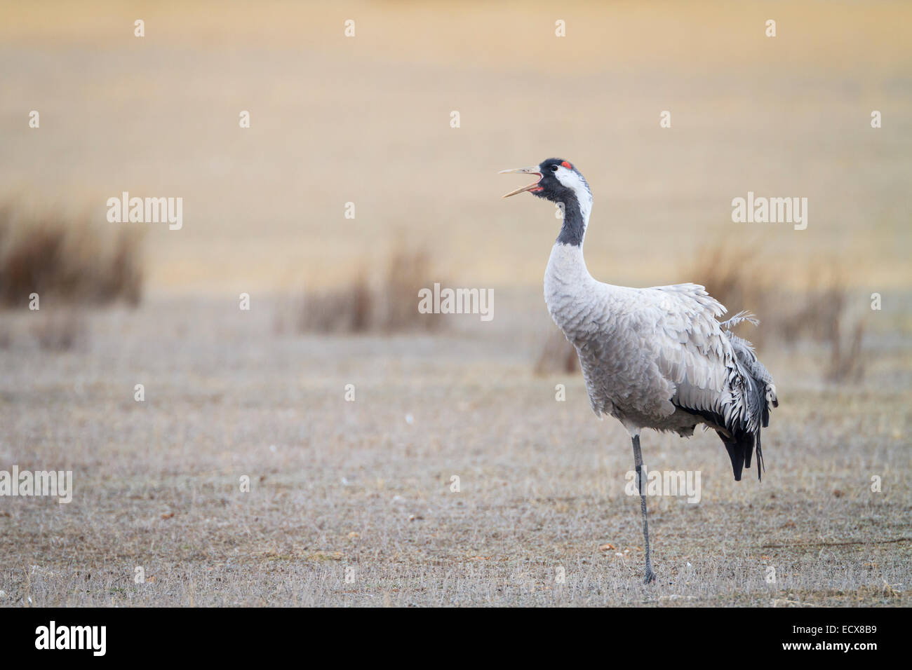 Crane standing on one leg hi-res stock photography and images - Alamy