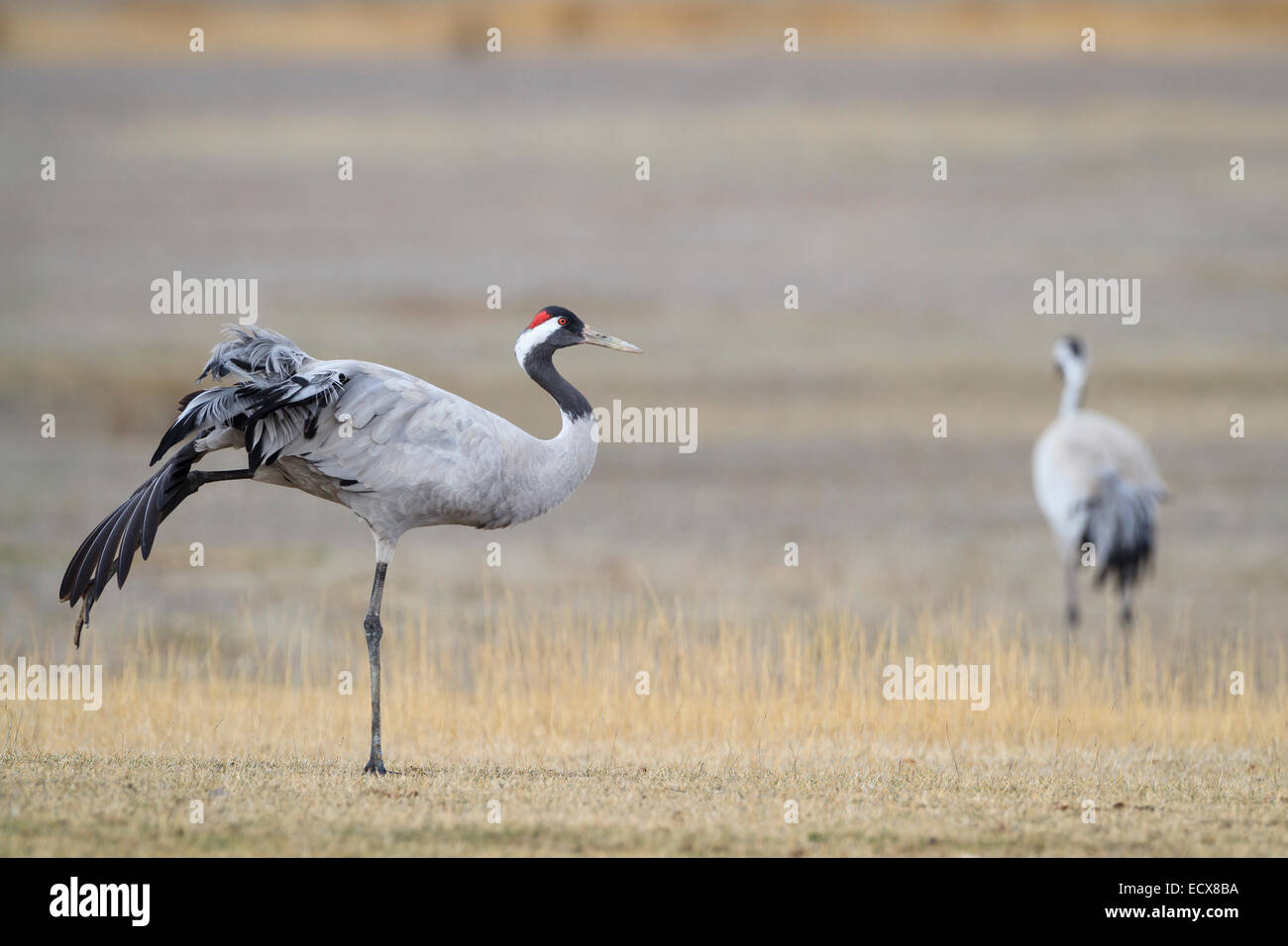Crane standing on one leg hi-res stock photography and images - Alamy