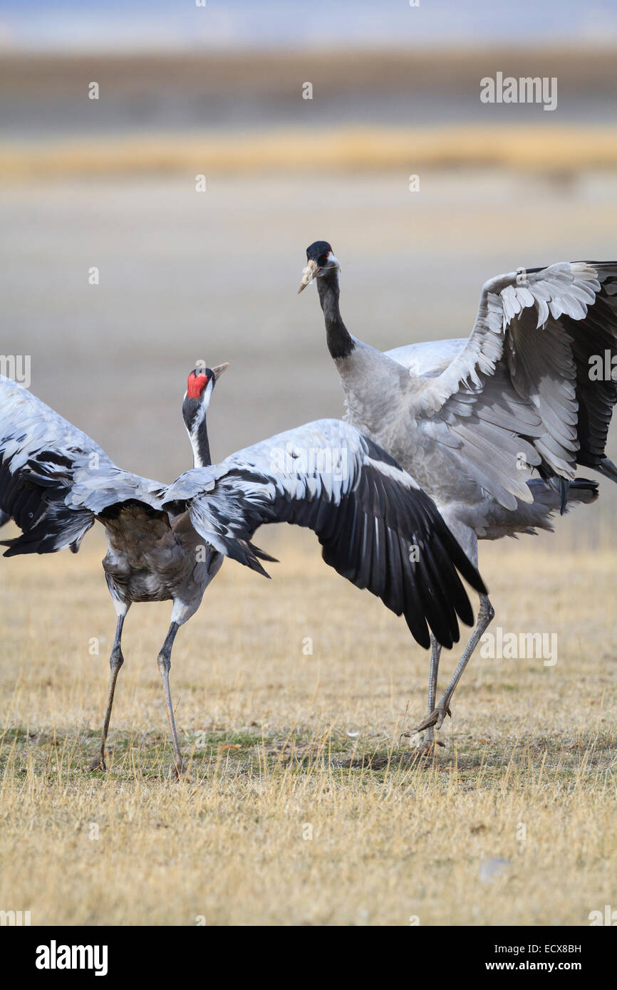 Crane bird fight hi-res stock photography and images - Alamy