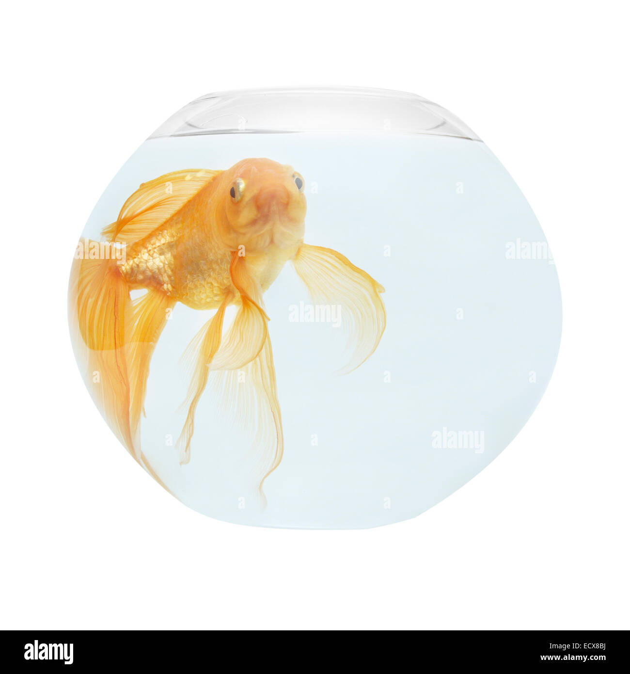 A golden fish in aquarium isolated on white Stock Photo - Alamy
