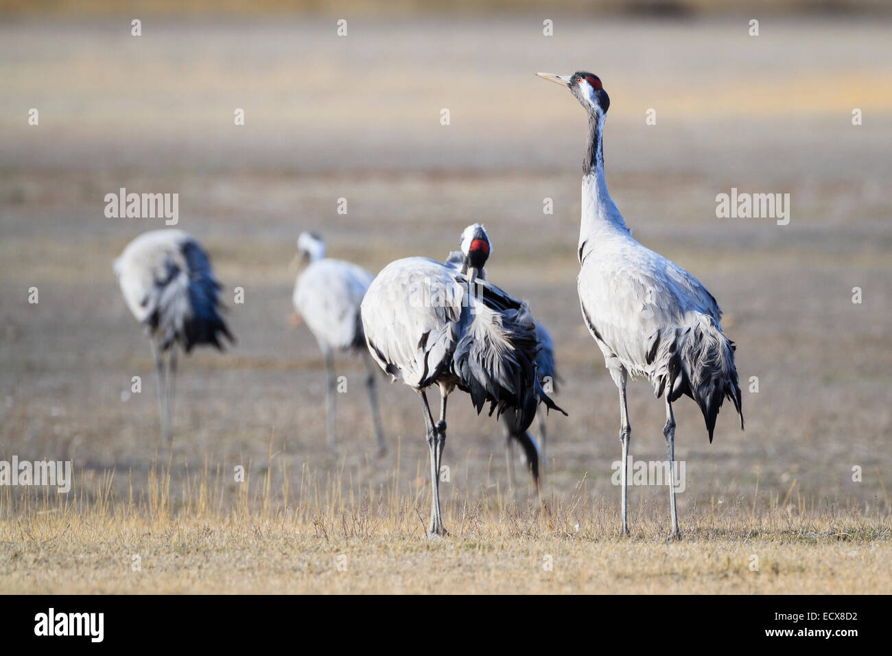 Eurasian / Common Crane (Grus grus) group on habitat. Gallocanta lagoon ...