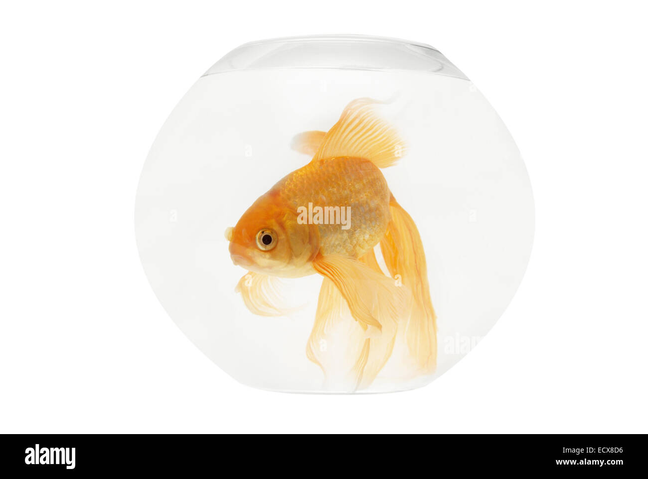 A golden fish in aquarium isolated on white Stock Photo - Alamy