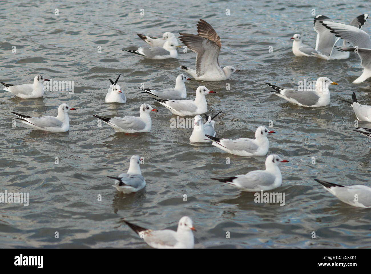 Flock seagulls flying above sea hi-res stock photography and images - Alamy