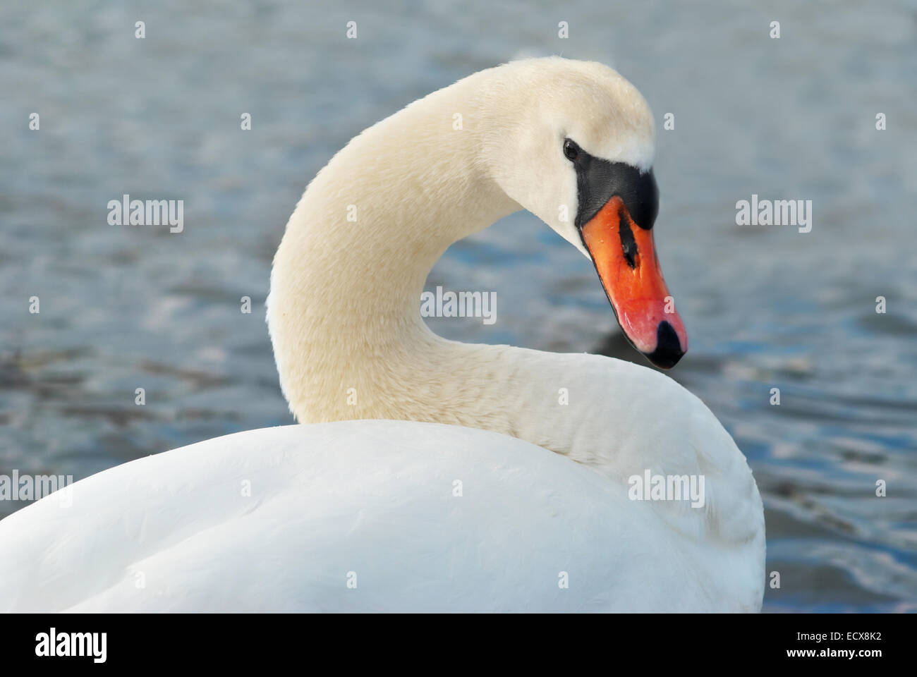 Swan shape card hi-res stock photography and images - Alamy