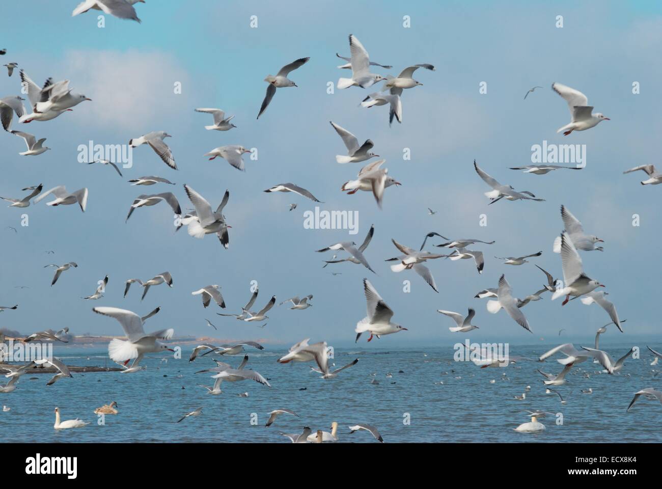 Flock of seagulls flying above the sea Stock Photo - Alamy