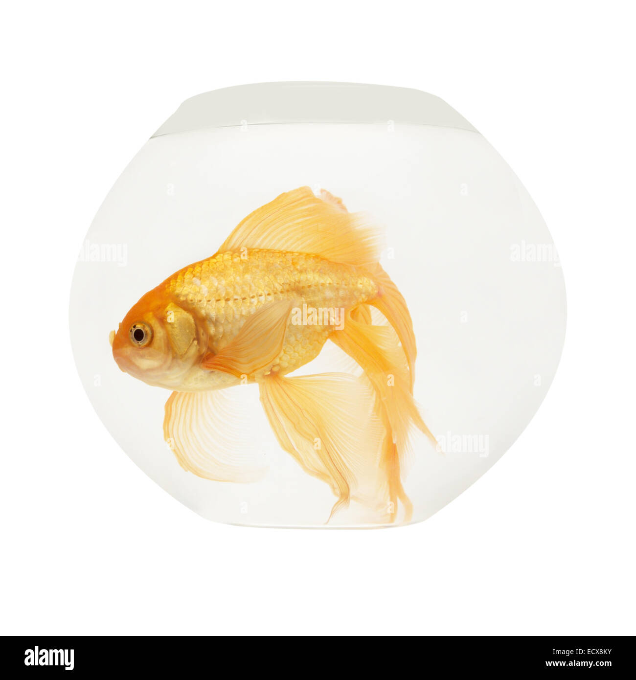 A golden fish in aquarium isolated on white Stock Photo - Alamy
