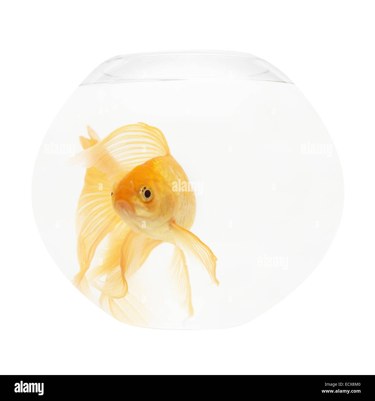 A golden fish in aquarium isolated on white Stock Photo - Alamy