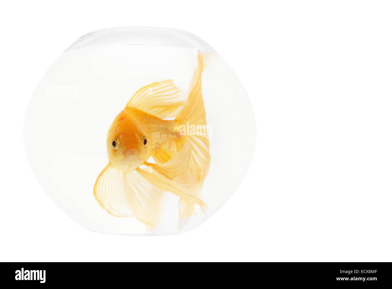 A golden fish in aquarium isolated on white Stock Photo - Alamy