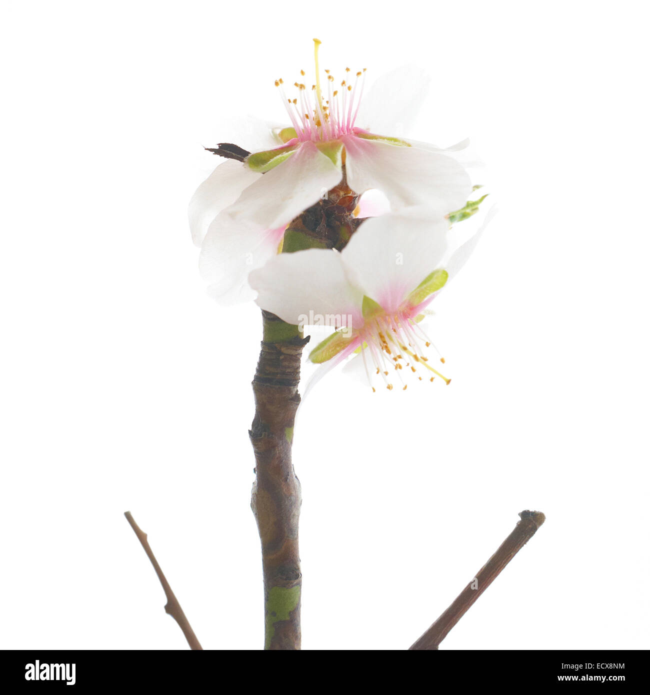 Plum blossom light Cut Out Stock Images & Pictures - Alamy