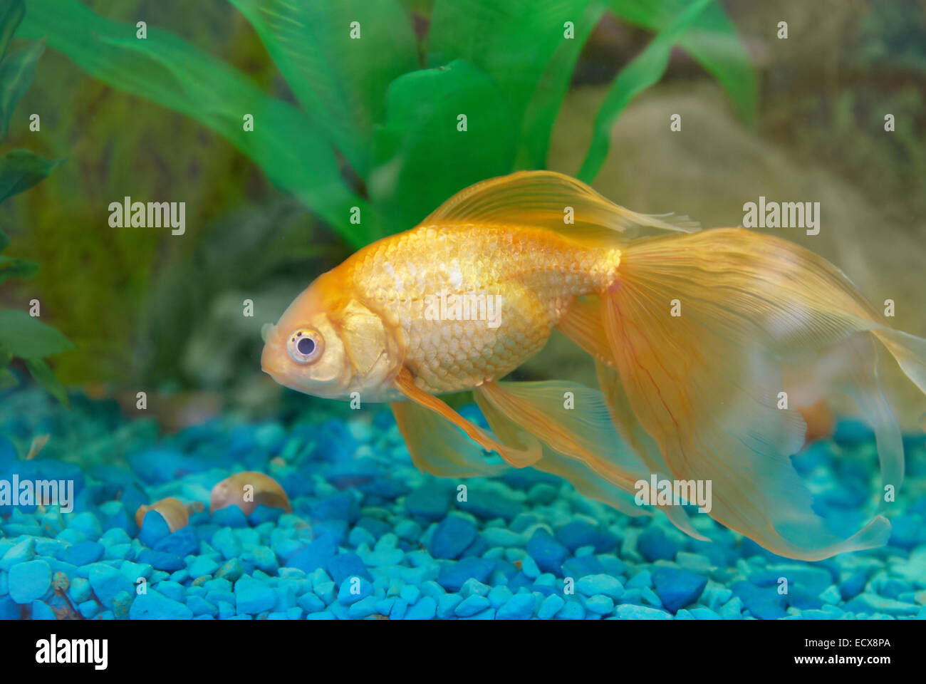 Tropical golden fish in aquarium Stock Photo - Alamy