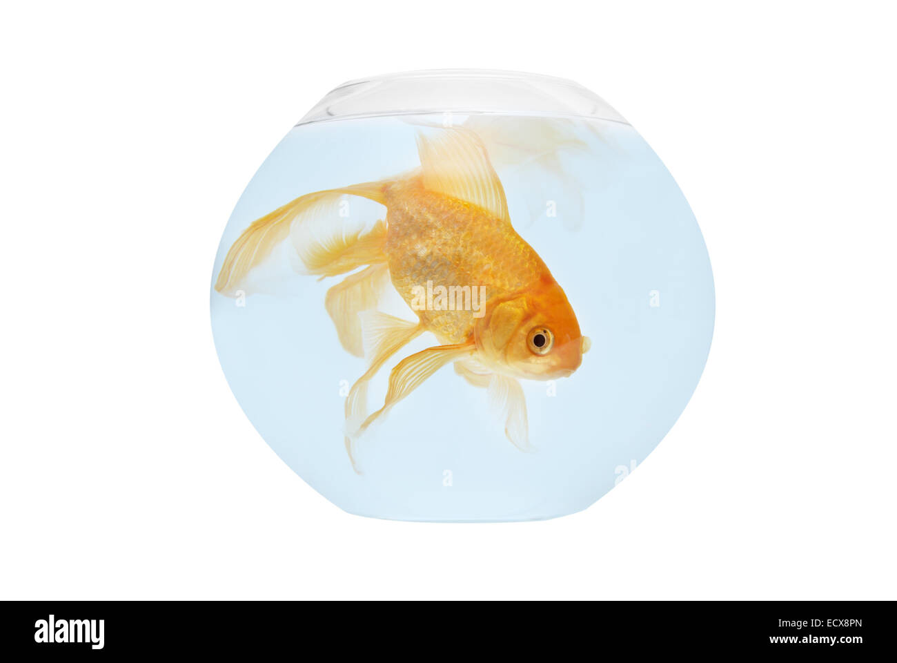 A golden fish in aquarium isolated on white Stock Photo - Alamy