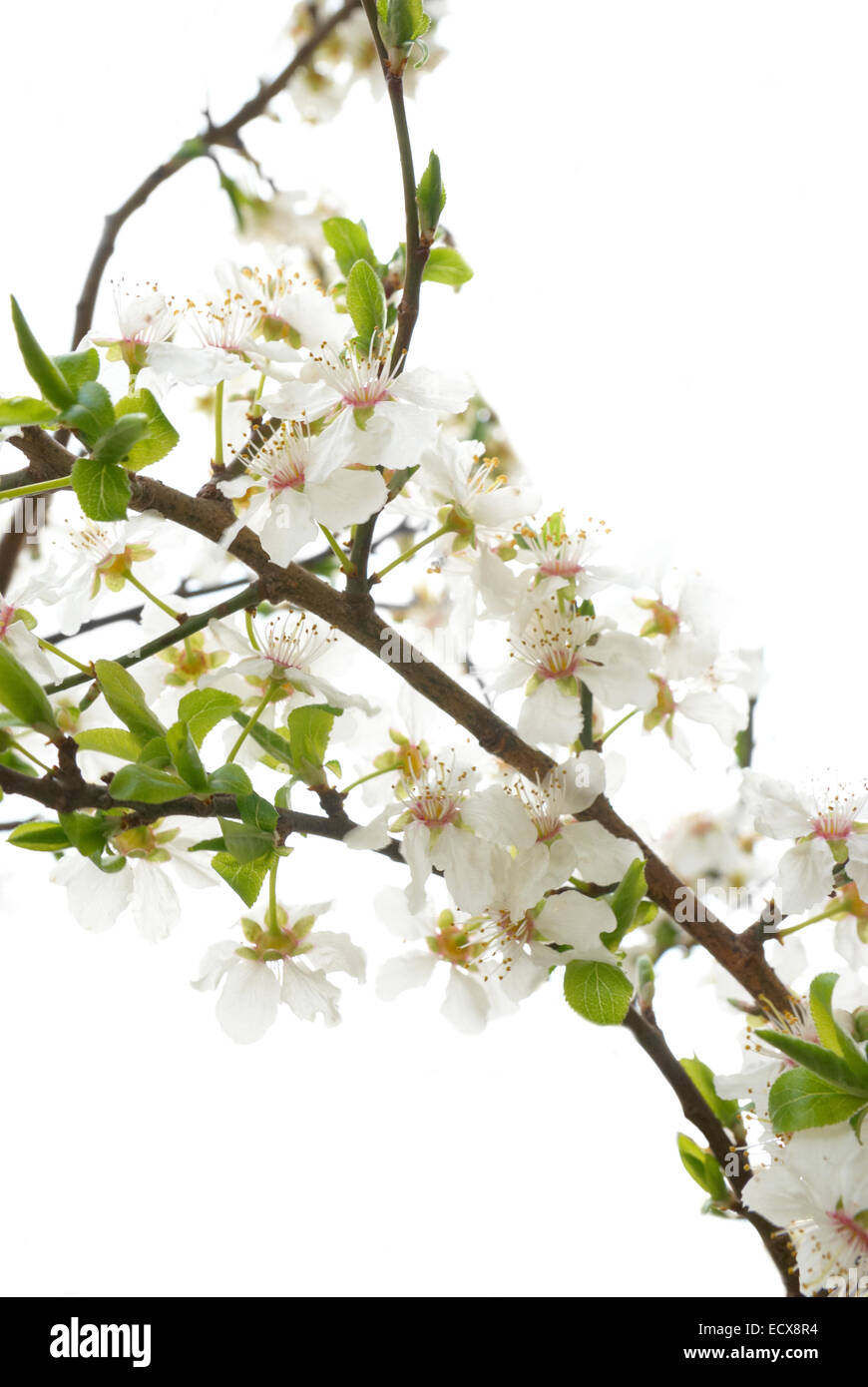 Plum tree white flowers Stock Photo - Alamy
