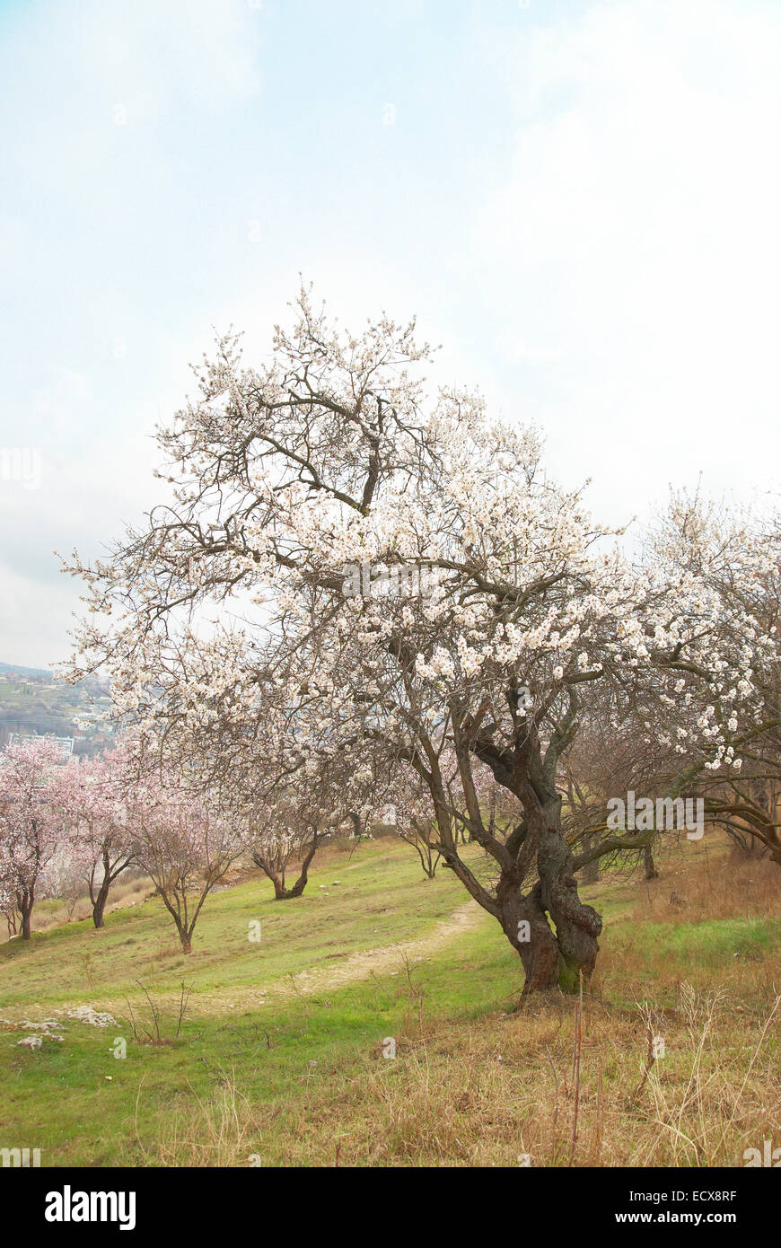 Blooming almond tree with white- pink flowers Stock Photo - Alamy