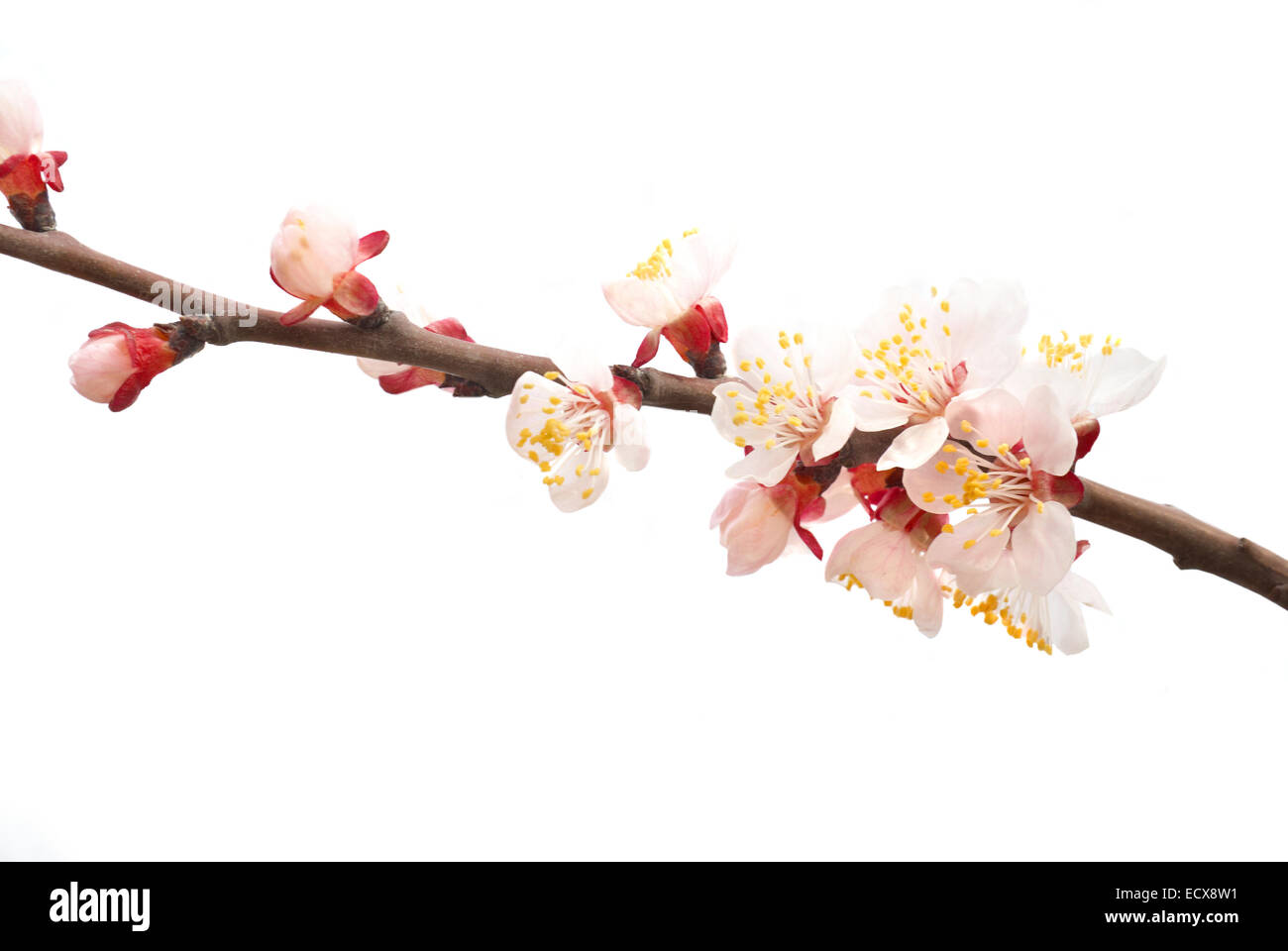 Blooming pink branches tree Cut Out Stock Images & Pictures - Alamy