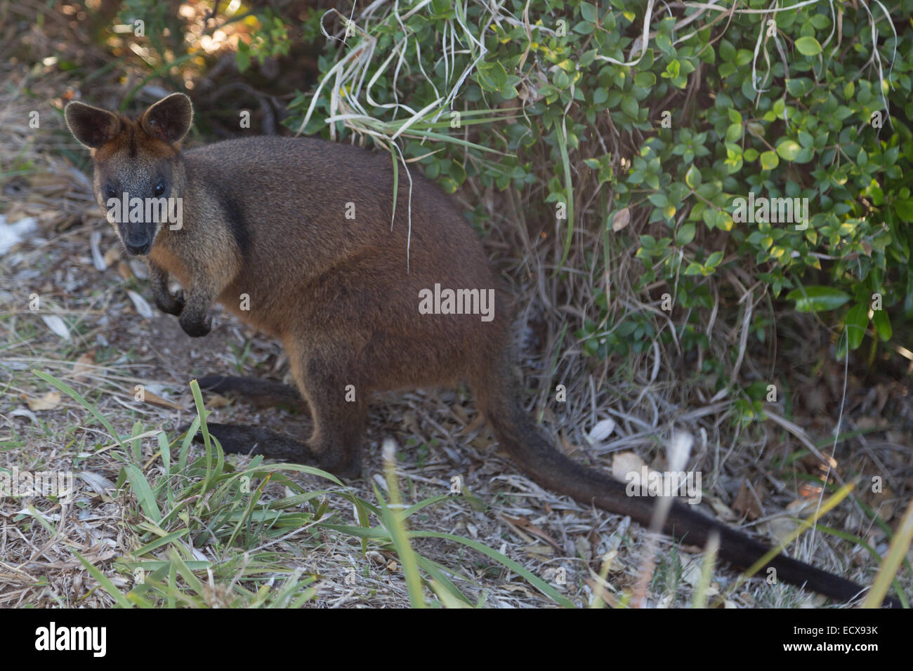 A photograph of a red-necked wallaby in the national park in Byron Bay ...