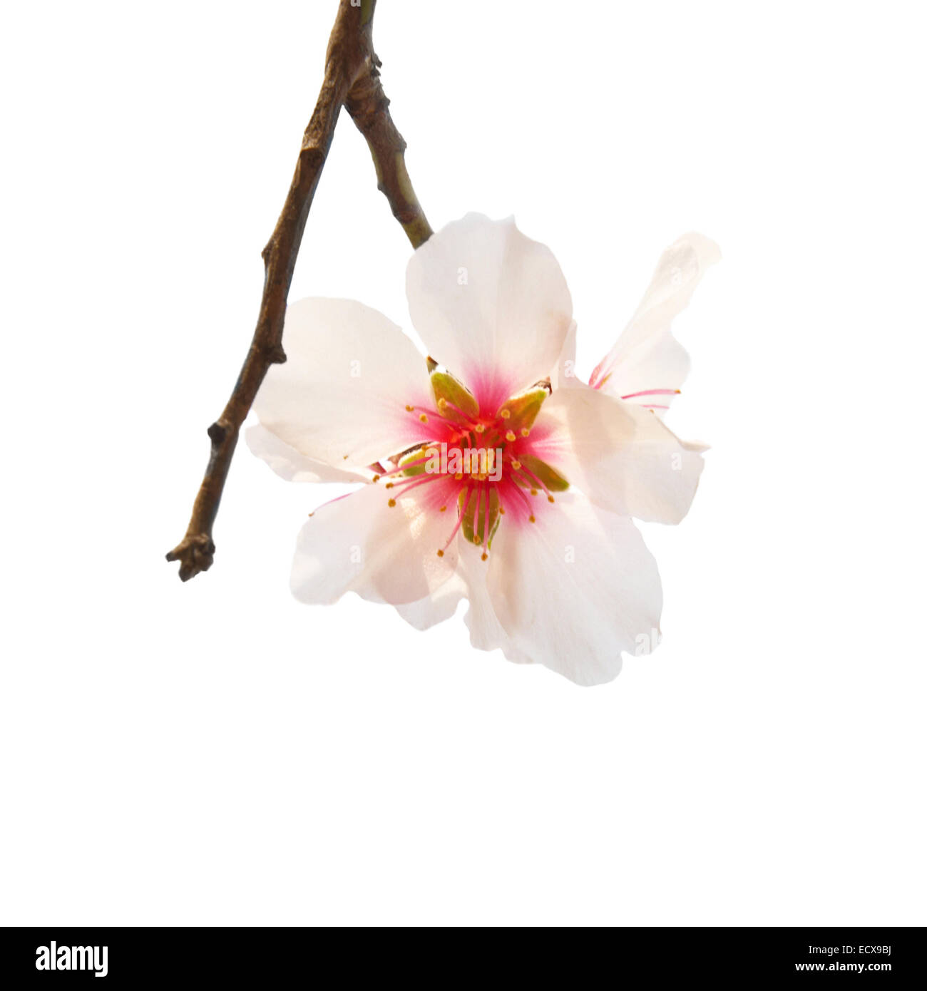 Blue branches leaf tree Cut Out Stock Images & Pictures - Alamy