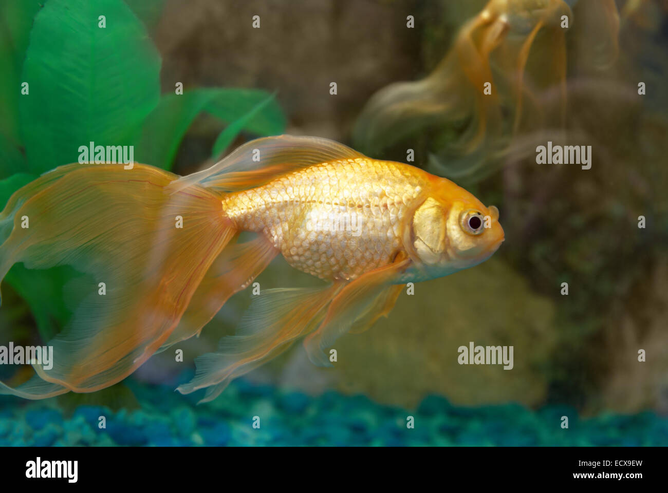 Tropical golden fish in aquarium Stock Photo - Alamy