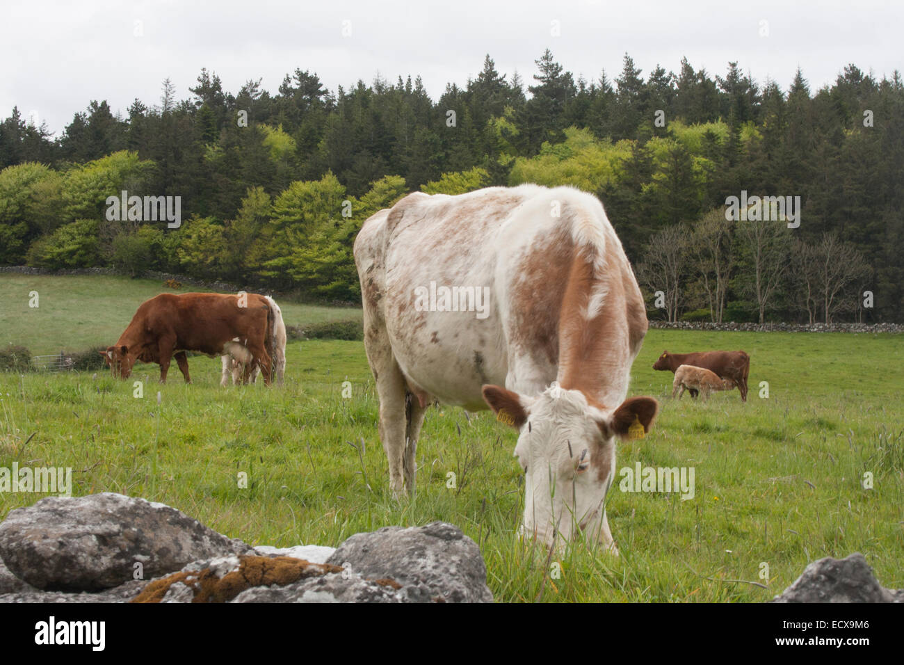 Cows in a field with a forest in the distant background Stock Photo - Alamy