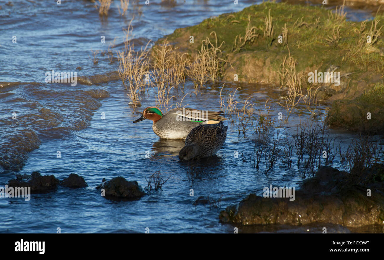 Teal in water at Greatham Creek Stock Photo - Alamy