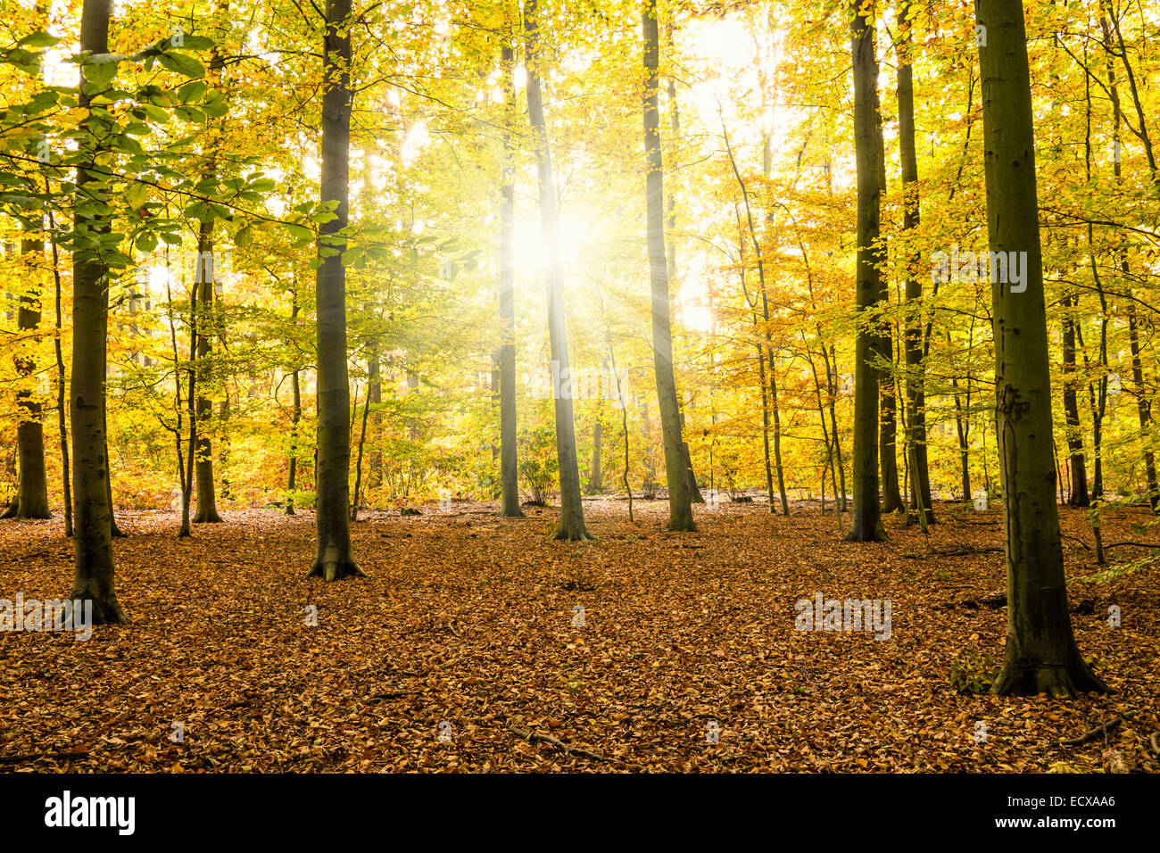 forest in beginning of autumn with sunlight Stock Photo - Alamy