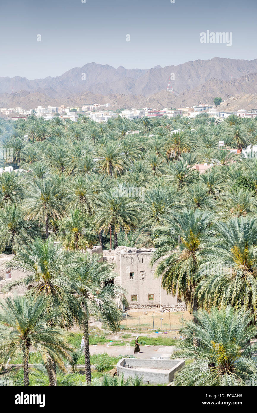 Date palms oman hi-res stock photography and images - Alamy