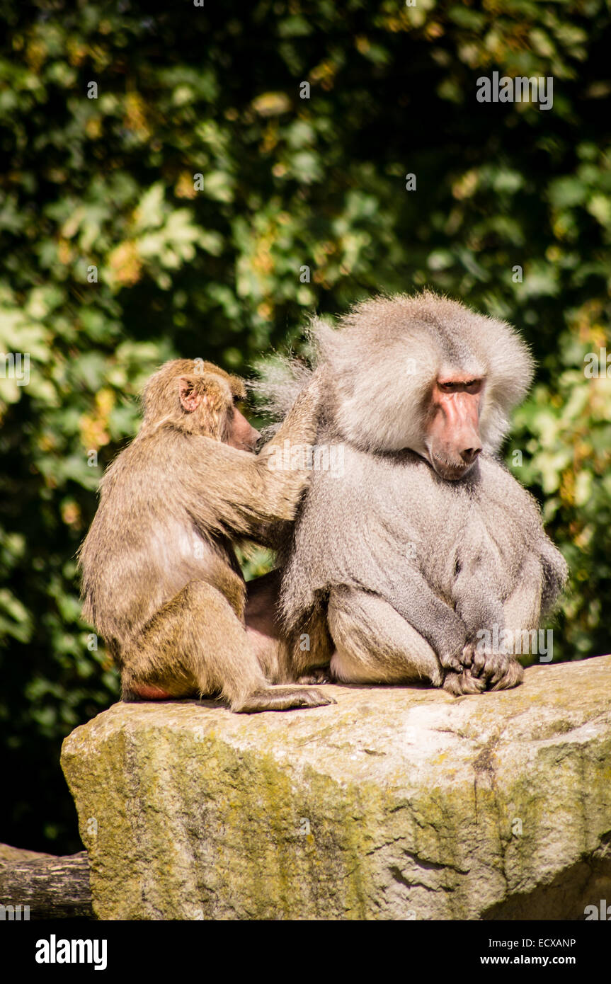 Male and female monkey hi-res stock photography and images - Alamy
