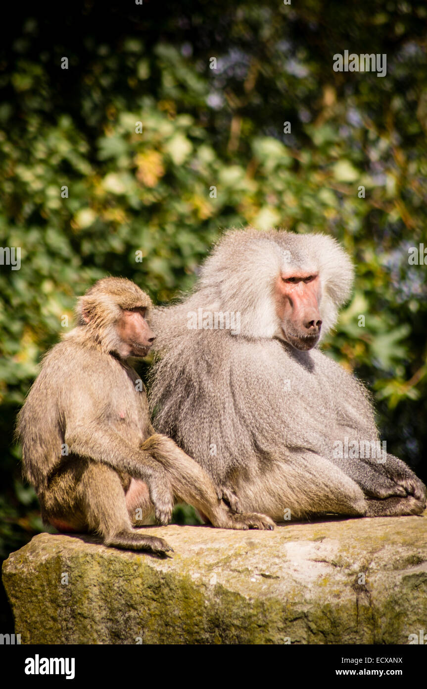 Male & female Baboons sitting on a rock Stock Photo - Alamy